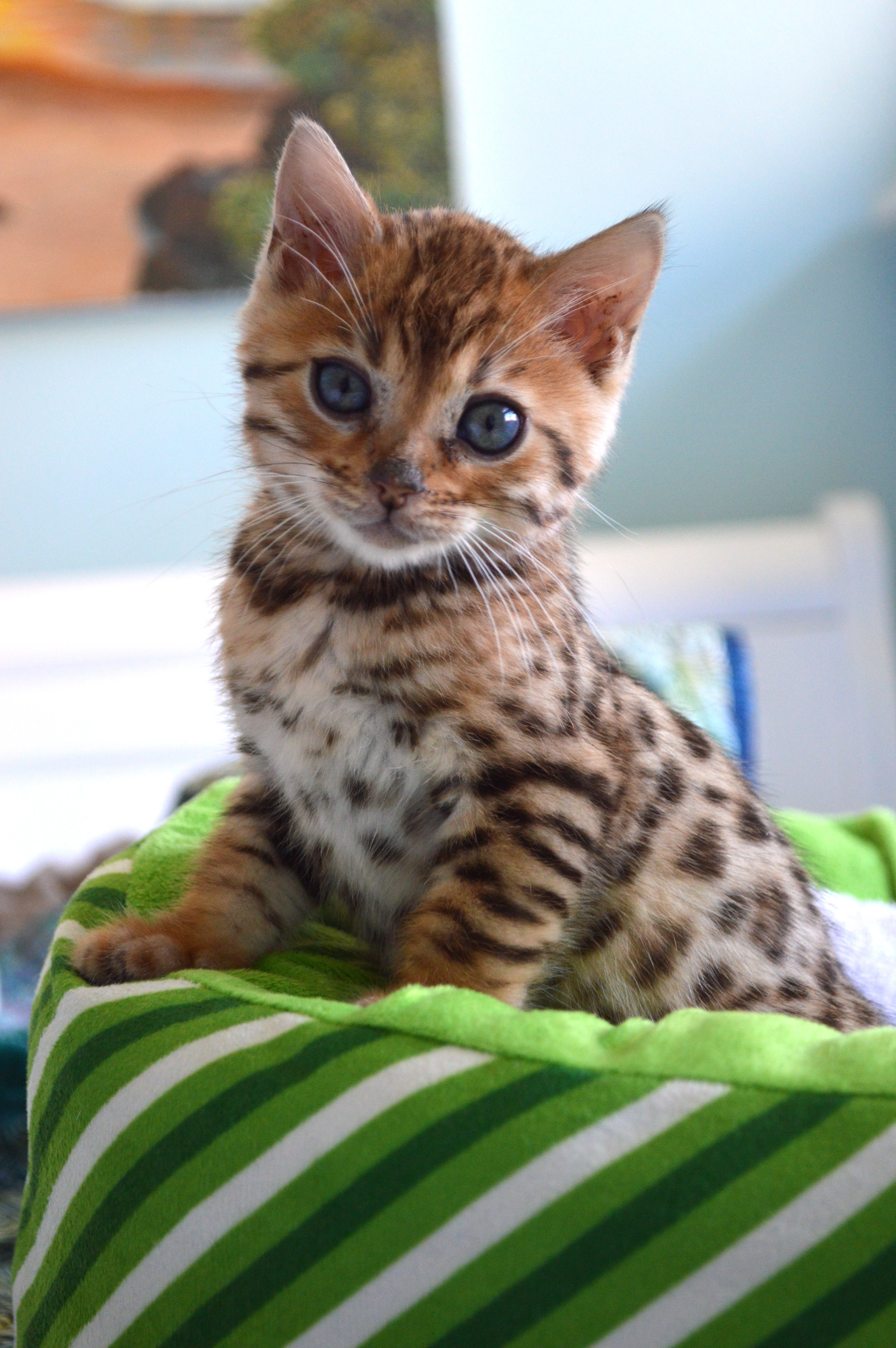 Bengal Kittens Bengal Kittens